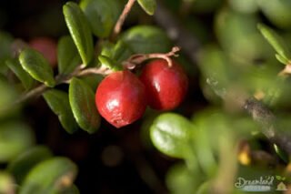 Growing Lingonberries, The Care and Nurture of Lingonberry Plants