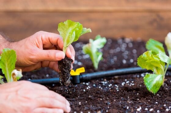 How to Lay and Install Drip Irrigation System for your Garden