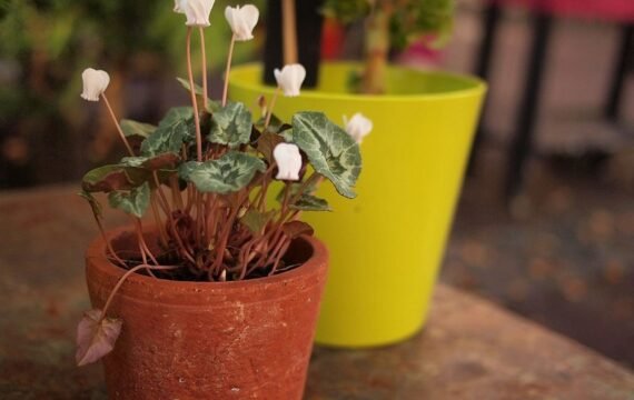 How to Keep Outdoor Potted Plants From Falling Over When It's Windy