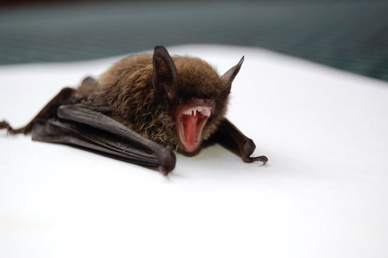 6 Signs You Have a Bat Infestation in Your Home
