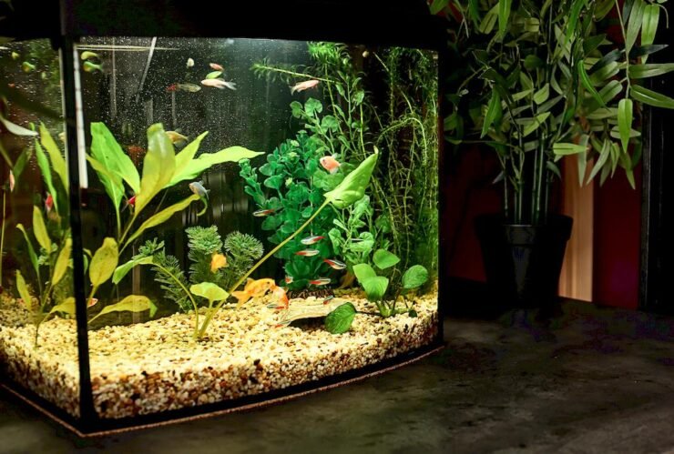 How to Choose a Fish Tank to Be Placed Inside Your Home