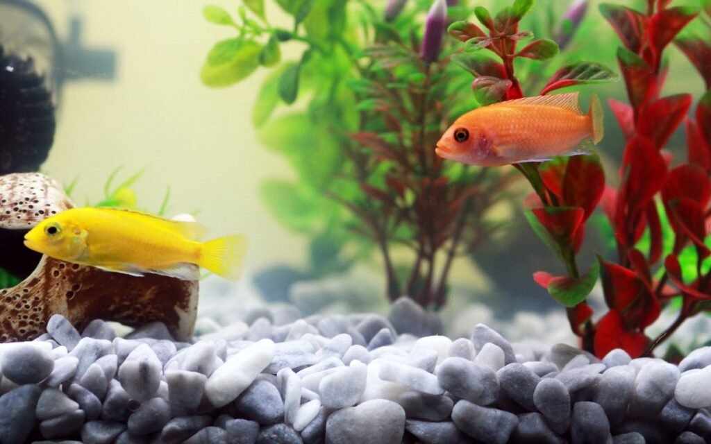 History of Aquariums: Who Invented the Fish Tank?