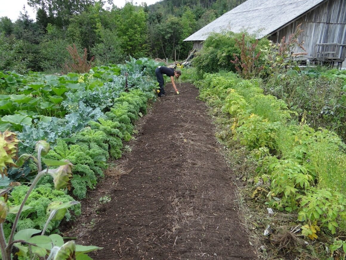 How to Dig Your First Vegetable Garden