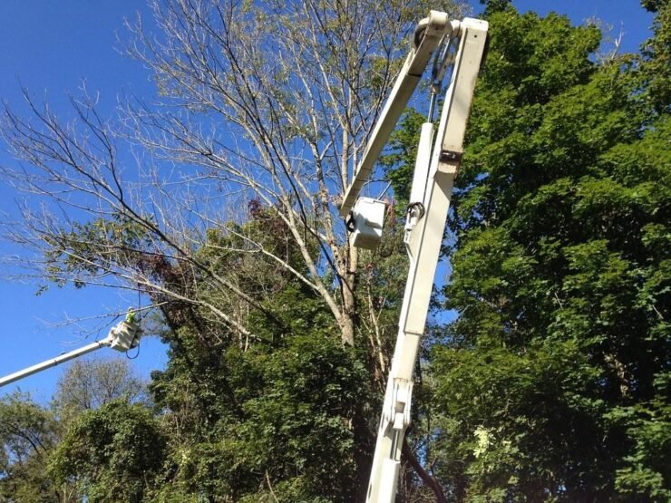 How to Trim Really Tall Trees?