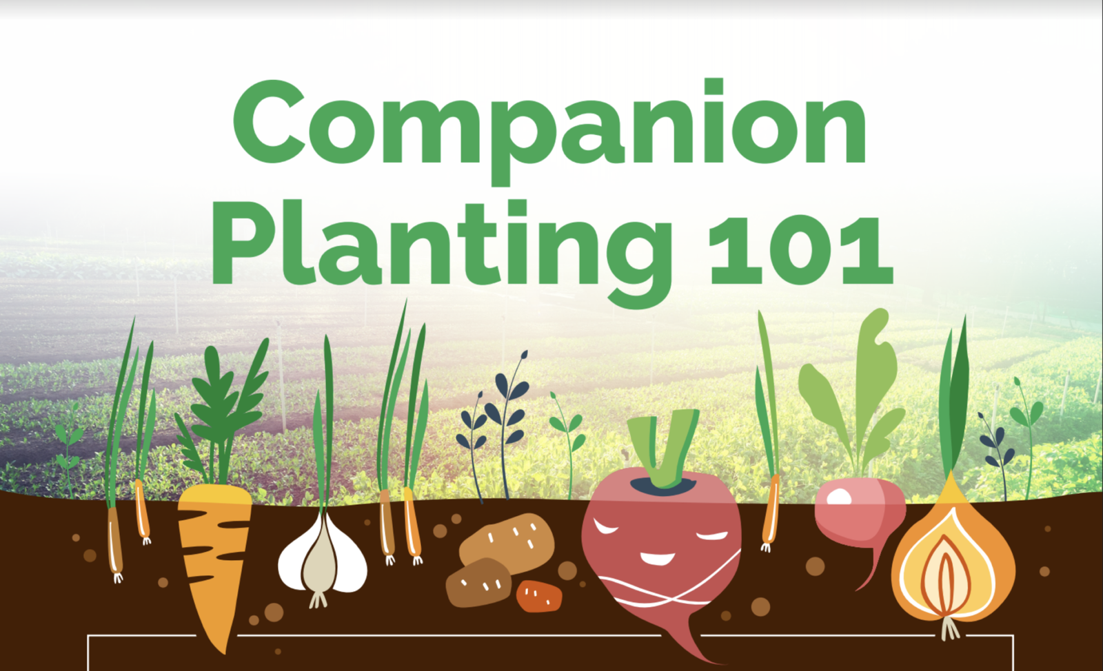 A Beginner’s Guide to Companion Planting [Infographic]