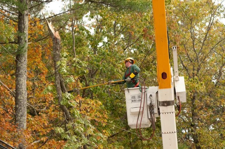 Everything You Need to Know About Tree Trimming
