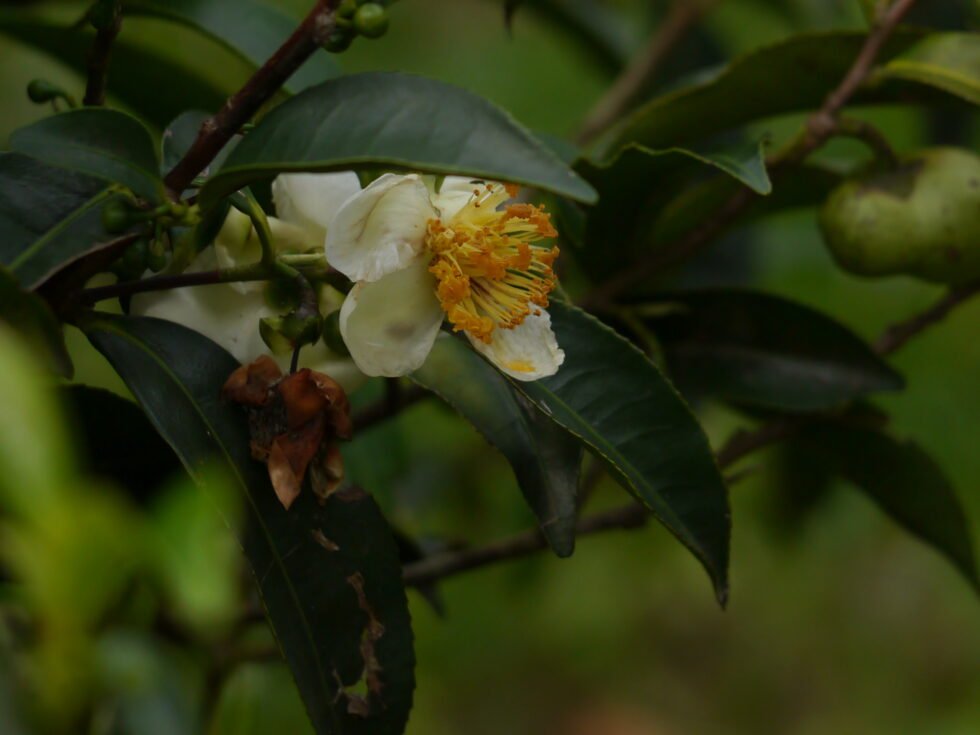 How to Grow Tea in Your Garden