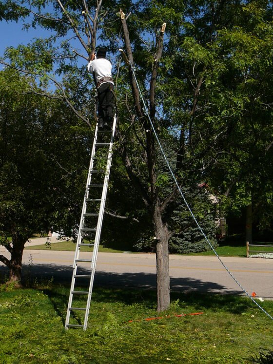 Tree Removal 101: Knowing When to Chop