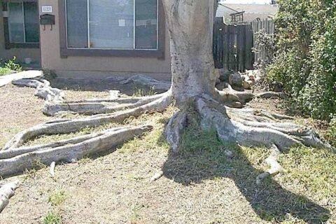Tree’s Roots Damaging House Foundations: What to Do?