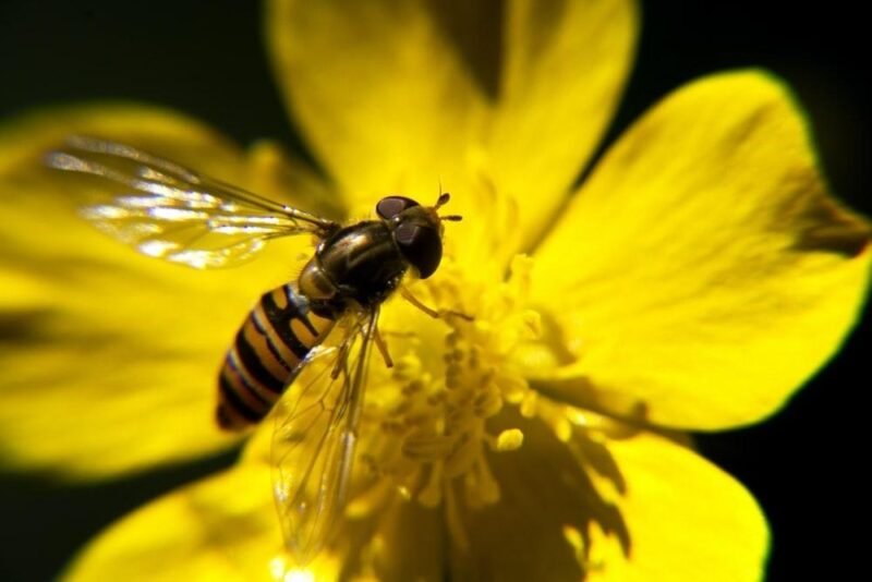 Wasps - The Good, The Bad and The Ugly