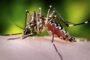 What is the Most Effective Mosquito Control?