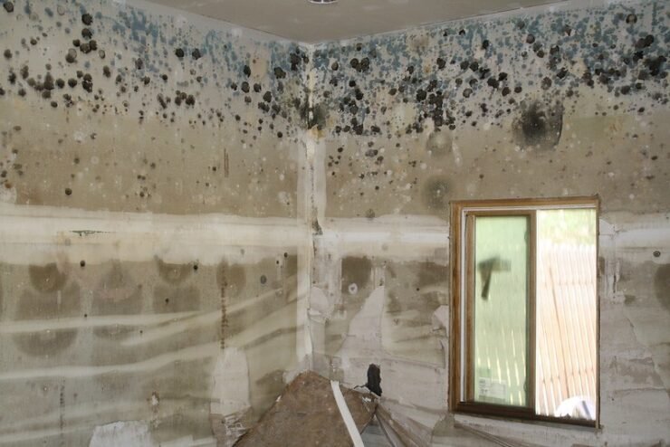 How Much Does Mold Remediation Cost?