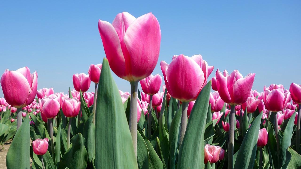 Tulip Bulbs – A Guide on How to Plant Them and What Scents They Have