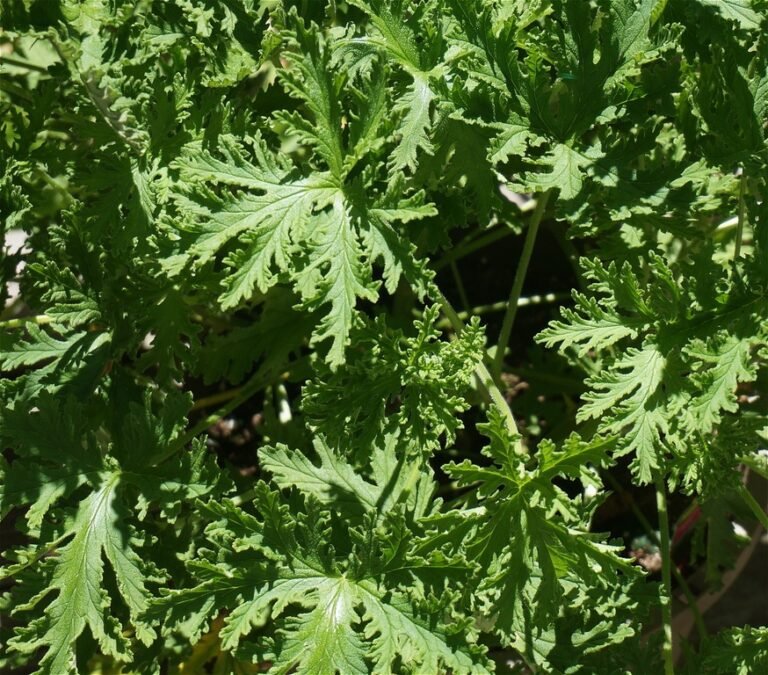How To Grow a Citronella Plant