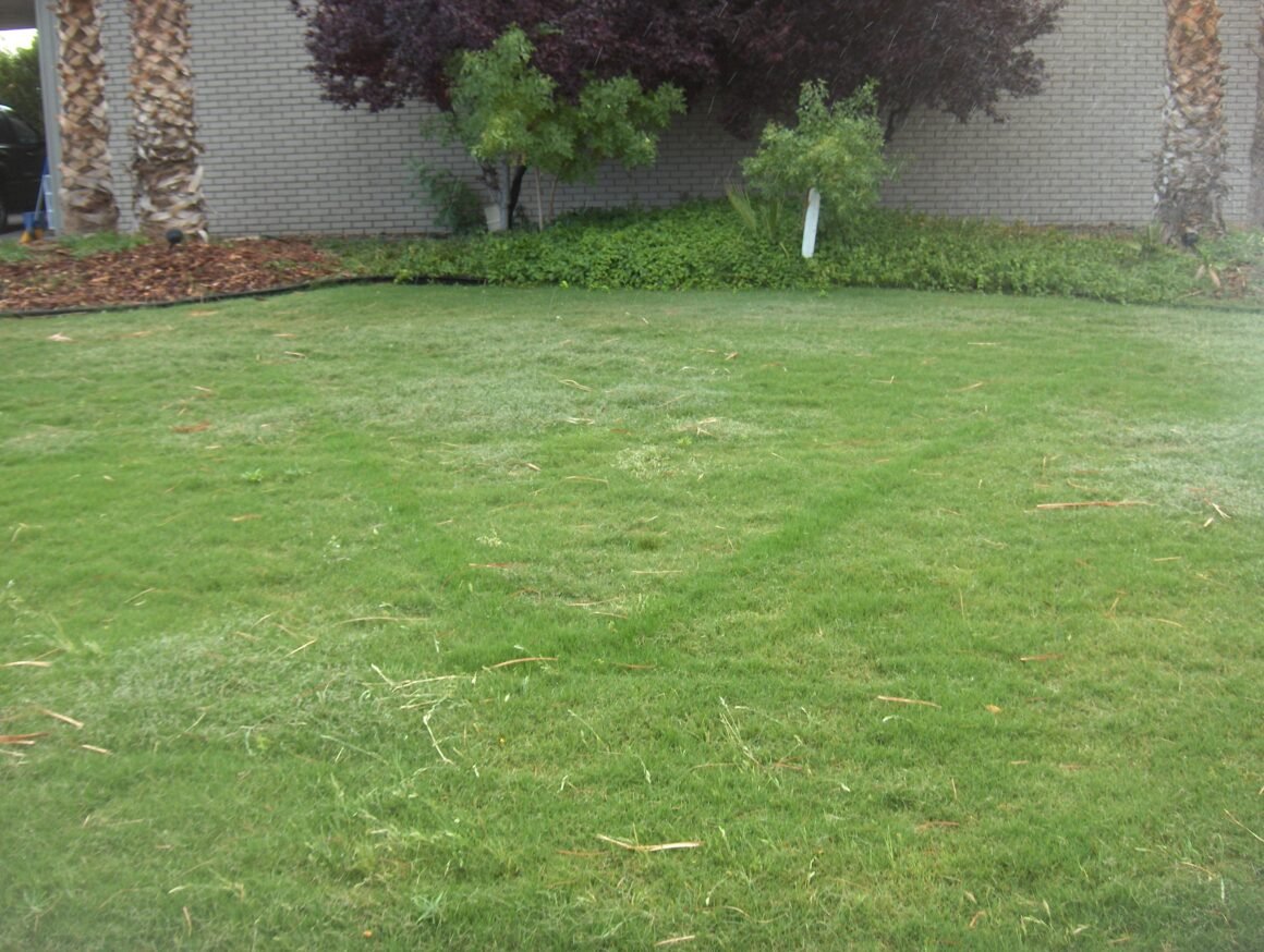 Sod Installation Guide – the 7 Main Steps to Installing Sod for Your Lawn