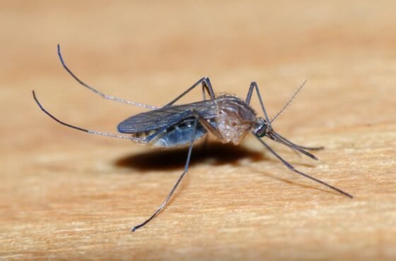 When is the Best Time to Contact a Professional Mosquito Control Services?
