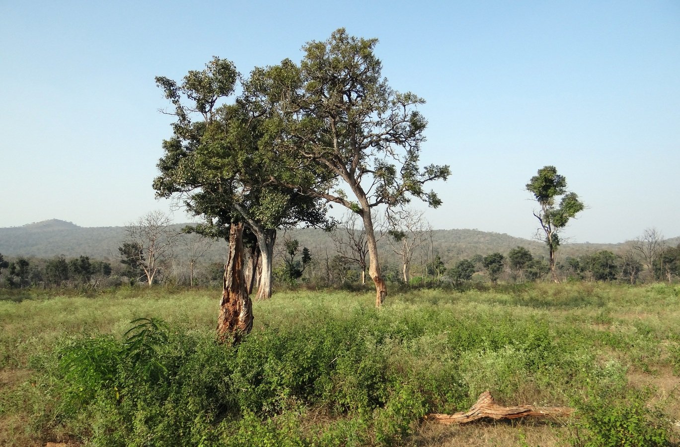What Role Does Mulching Play in Tree Preservation, and How to Implement ...